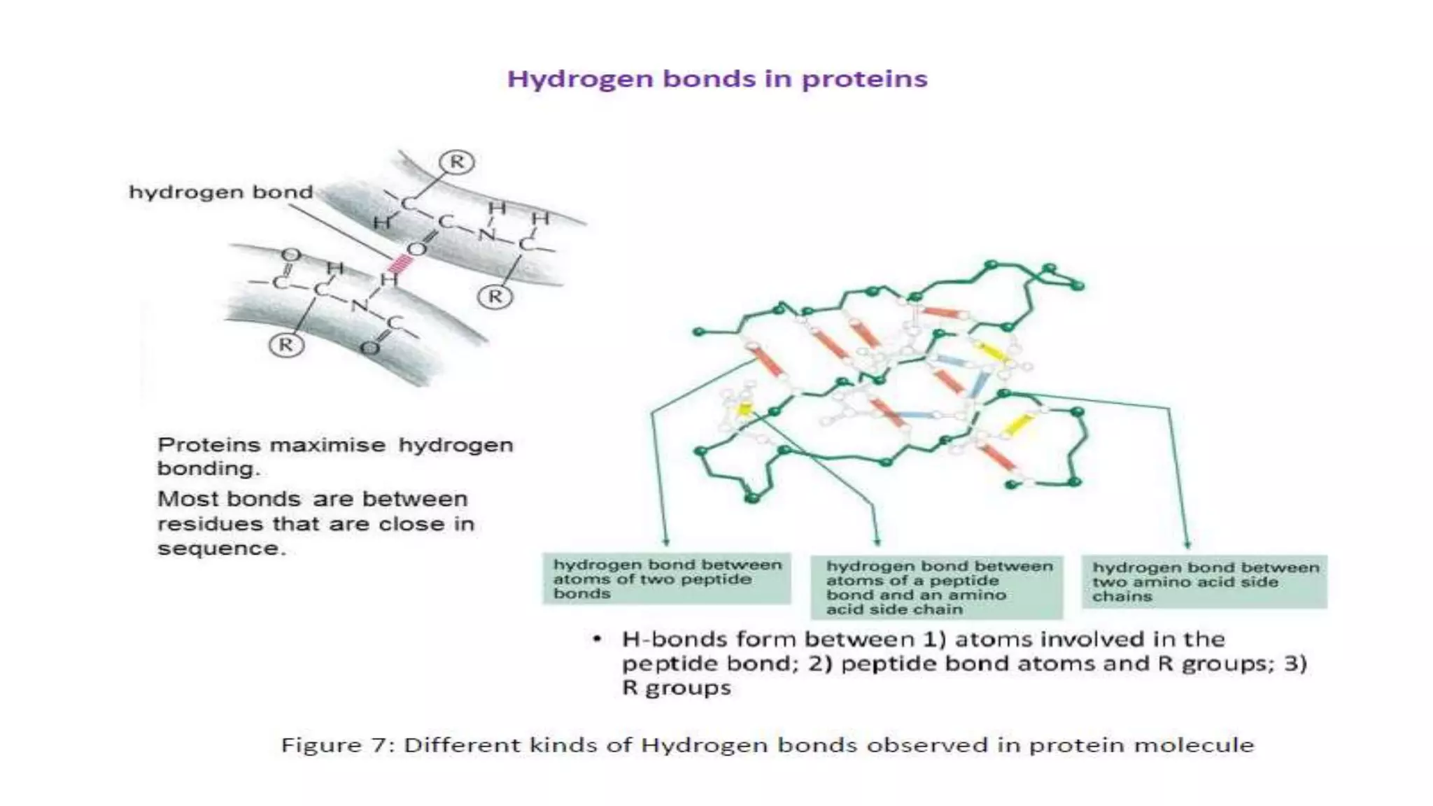 Forces that stablise protein structure | PPTX
