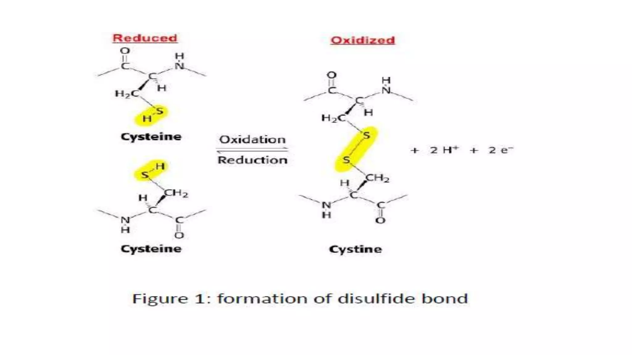 Forces that stablise protein structure | PPTX