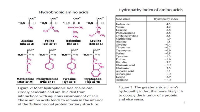 Forces that stablise protein structure | PPTX | Chemistry | Science