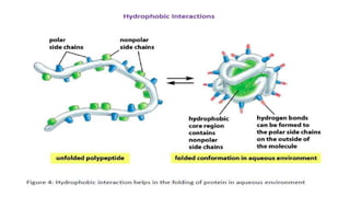 Forces that stablise protein structure | PPTX