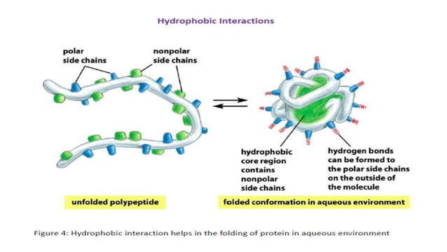 Forces that stablise protein structure | PPT