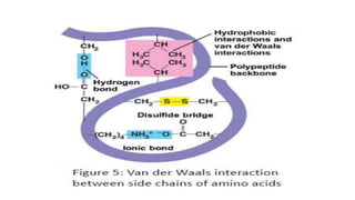 Forces that stablise protein structure | PPTX