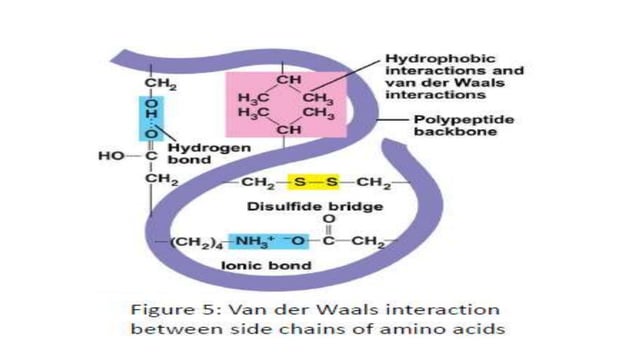 Forces that stablise protein structure | PPTX | Chemistry | Science