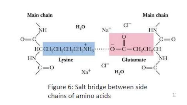 Forces that stablise protein structure | PPTX | Chemistry | Science
