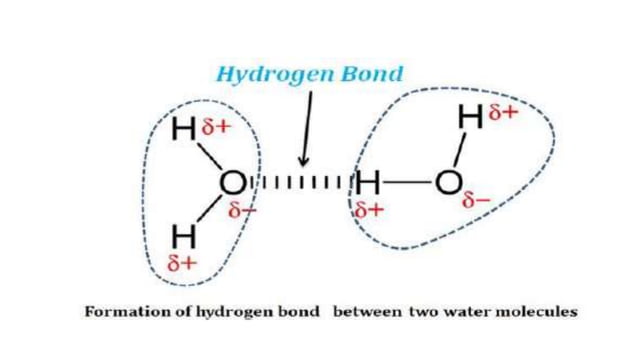 Forces that stablise protein structure | PPTX | Chemistry | Science
