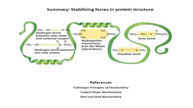 Forces that stablise protein structure | PPTX | Chemistry | Science