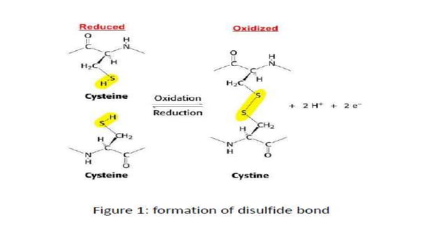Forces that stablise protein structure | PPTX | Chemistry | Science