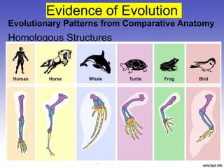 Comparative Anatomy Homologous Structures