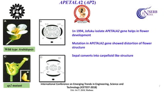Floral Gene: APETALA2 | PPTX
