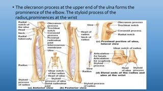 Forearm fractures | PPTX
