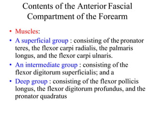 forearm.pptx