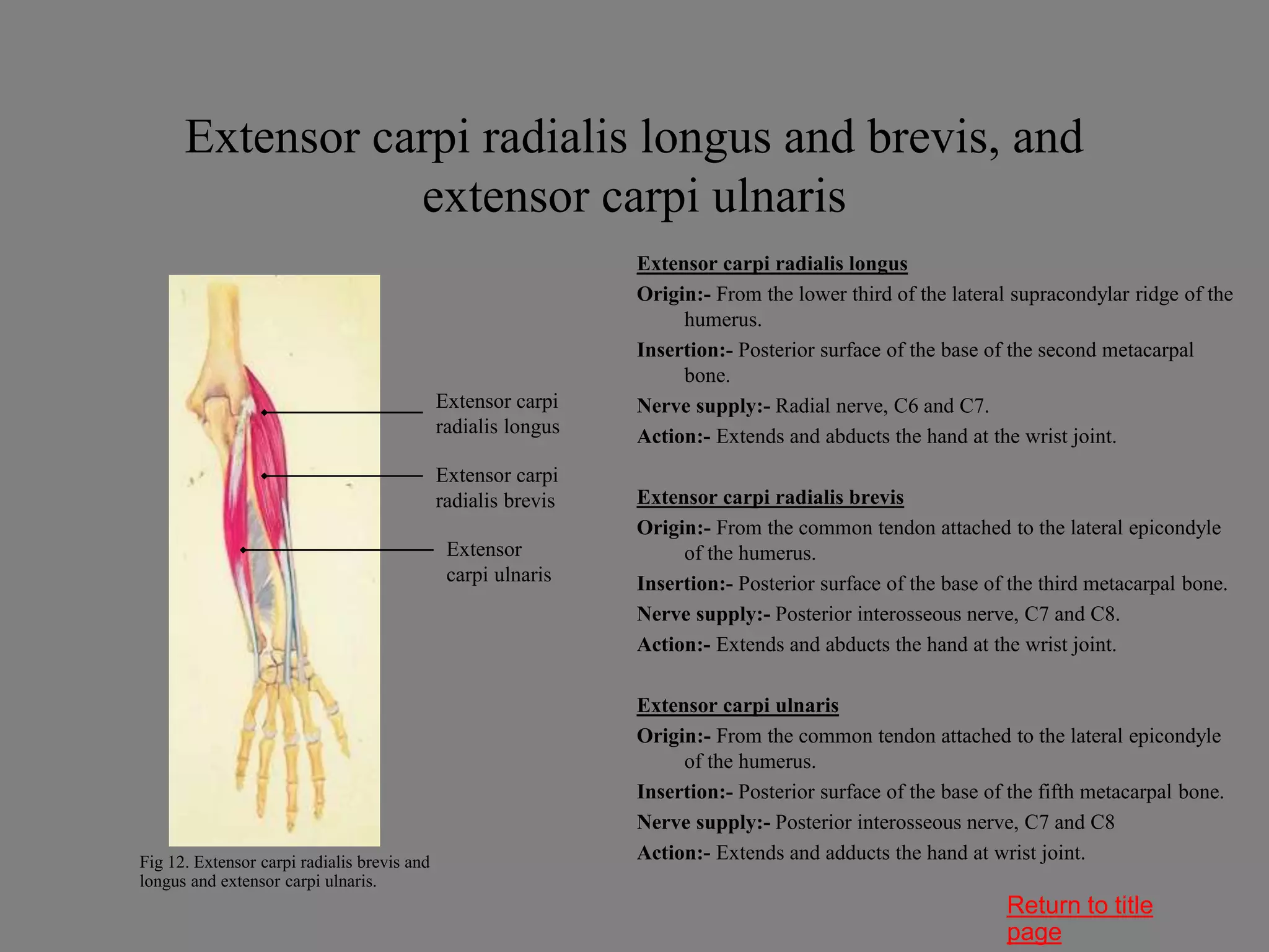 forearm.ppt
