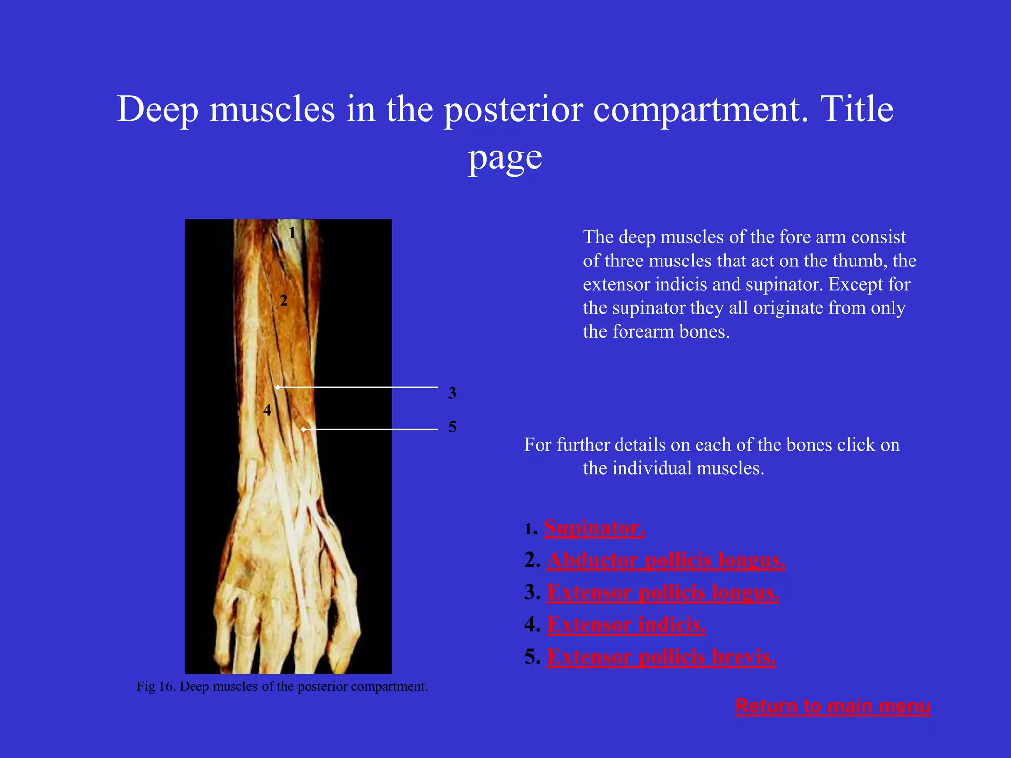 forearm.ppt