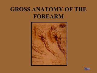 forearm.ppt