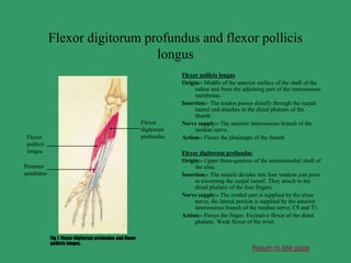 Forearm Muscles Anatomy Ppt