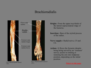 forearm.ppt