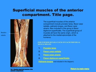 forearm.ppt