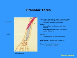 forearm.ppt