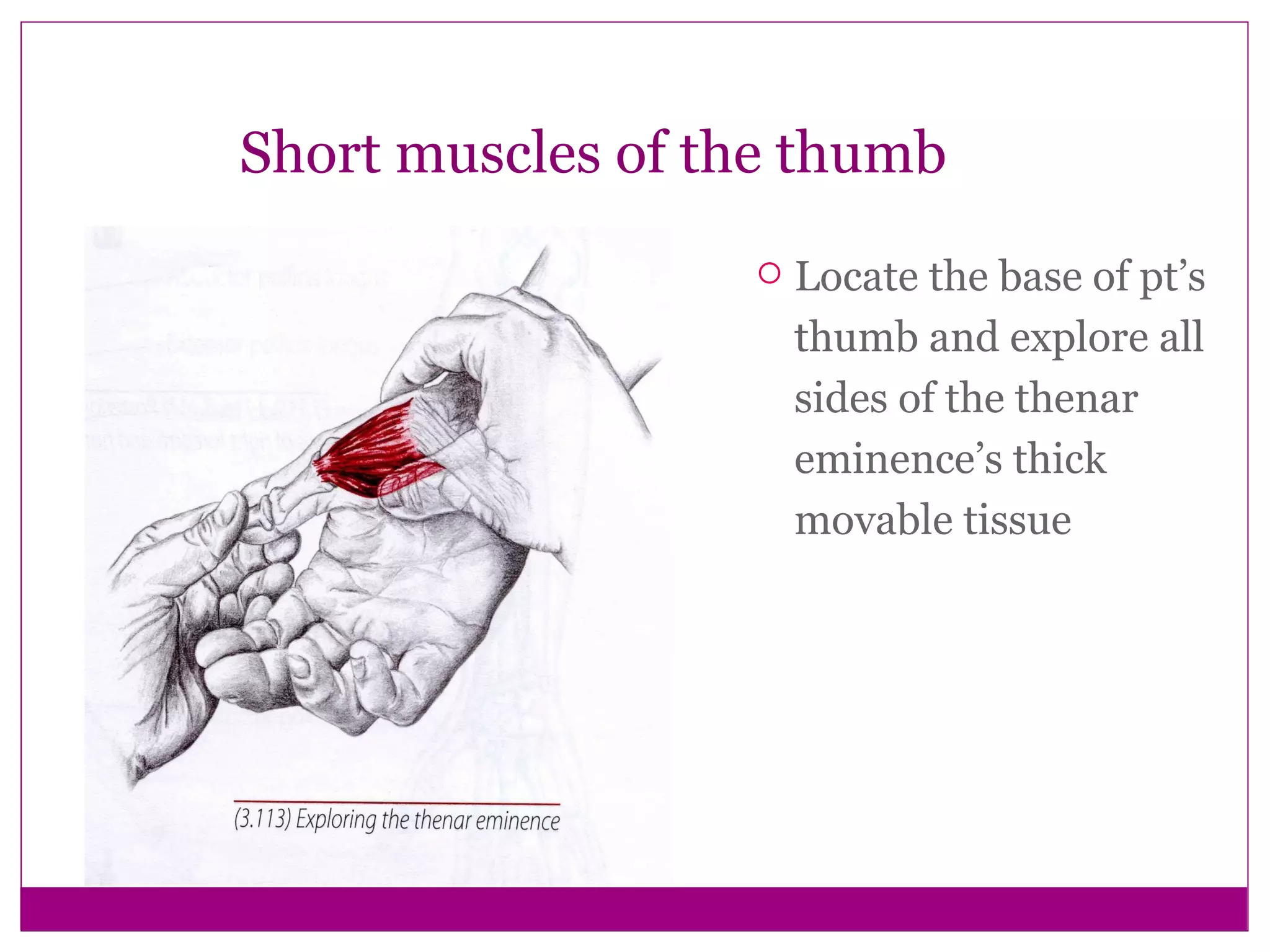 Forearm And Hand 5 | PPT