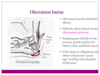 Forearm And Hand 5 | PPT