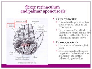 Forearm And Hand 5 | PPT