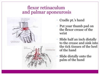 Forearm And Hand 5 | PPT