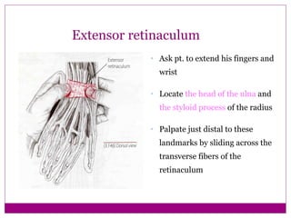 Forearm And Hand 5 | PPT