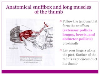 Forearm And Hand 5 | PPT