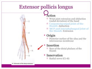 Forearm And Hand 5 | PPT