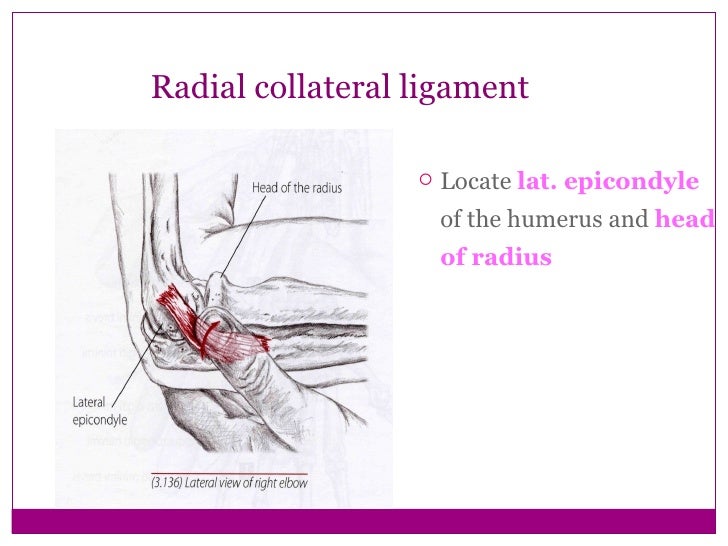 Ulnar Collateral Ligament Anatomy