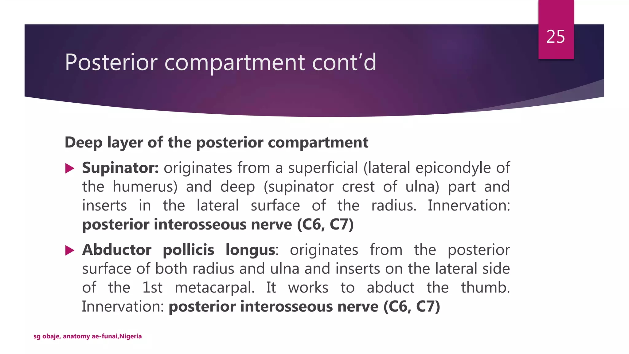 Forearm (ana 201) | PPTX