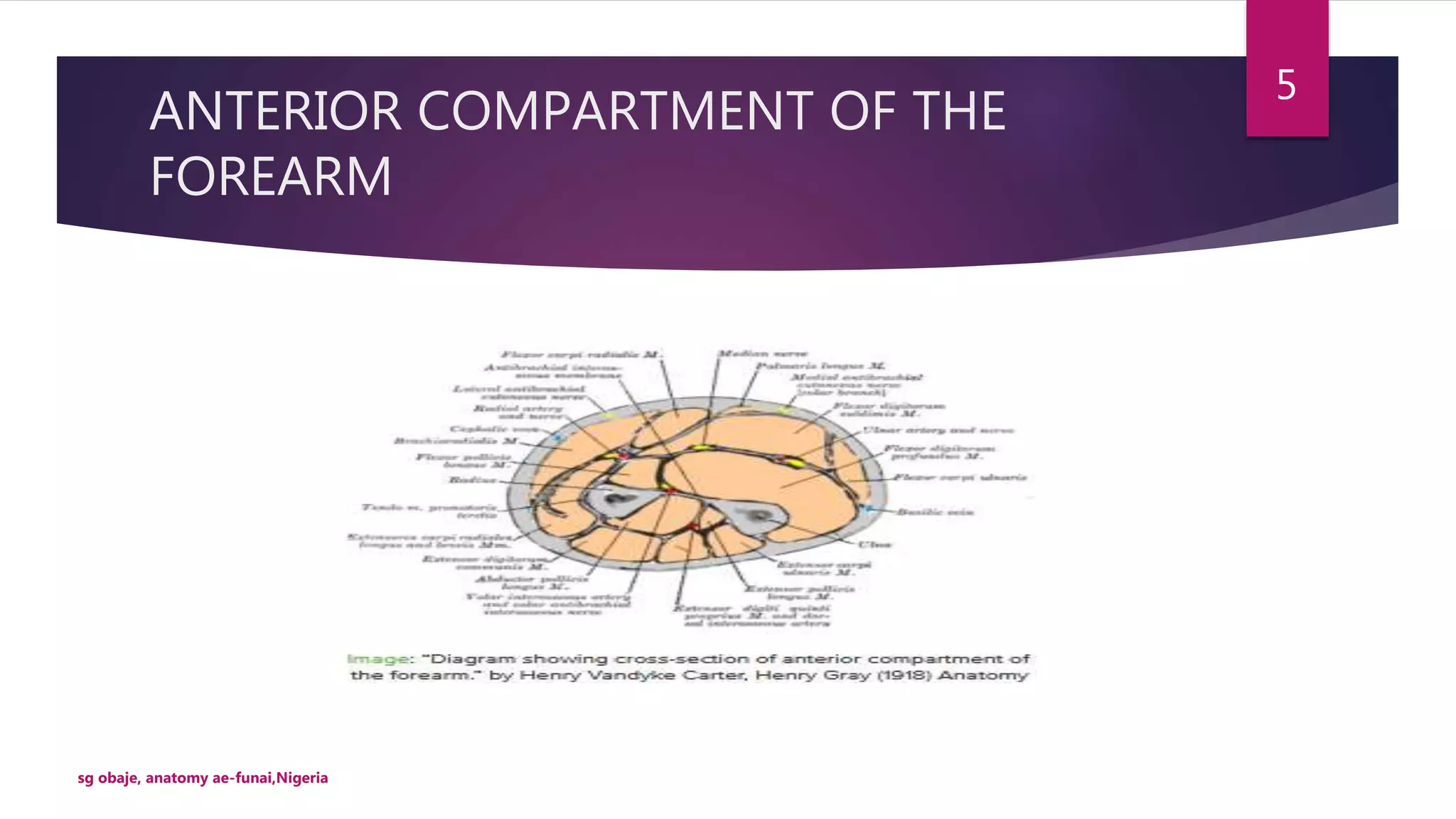 Forearm (ana 201) | PPTX