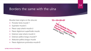 Forearm (ana 201) | PPT