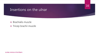 Forearm (ana 201) | PPT