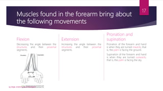 Forearm (ana 201) | PPT