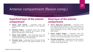 Forearm (ana 201) | PPT