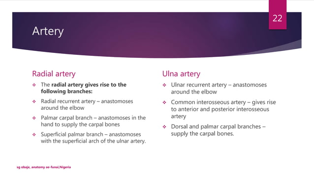 Forearm (ana 201) | PPT