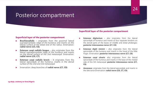 Forearm (ana 201) | PPT