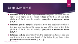 Forearm (ana 201) | PPT