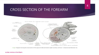 Forearm (ana 201) | PPT