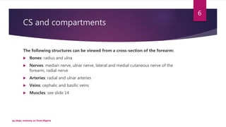 Forearm (ana 201) | PPT