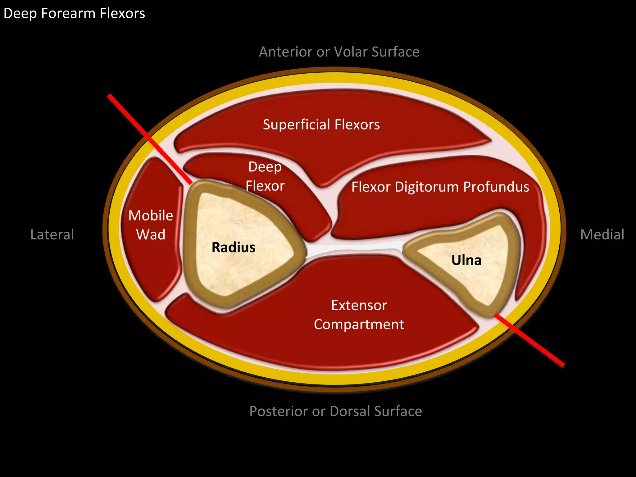 Slideshow: Forearm Deep Flexors | PPT