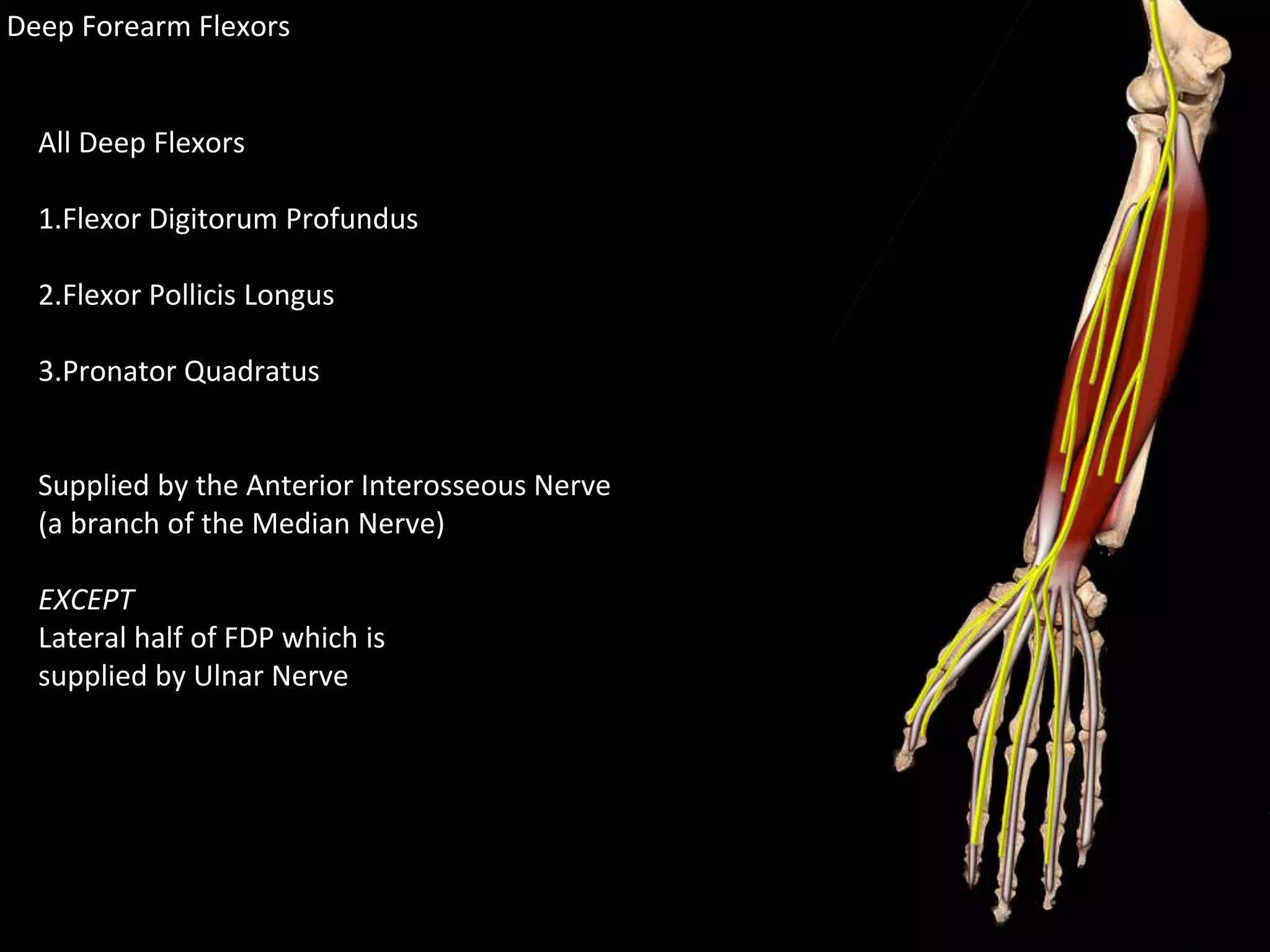 Slideshow: Forearm Deep Flexors | PPT