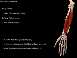 Slideshow: Forearm Deep Flexors | PPT