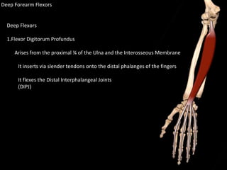 Slideshow: Forearm Deep Flexors | PPT