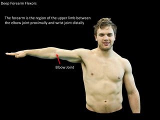 Slideshow: Forearm Deep Flexors | PPTX