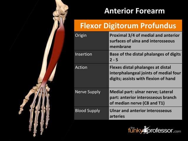 Slideshow: Forearm Deep Flexors | PPT