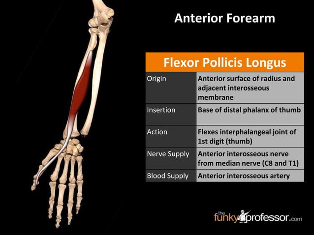 Slideshow: Forearm Deep Flexors | PPT