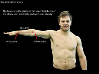 Slideshow: Forearm Deep Flexors | PPT