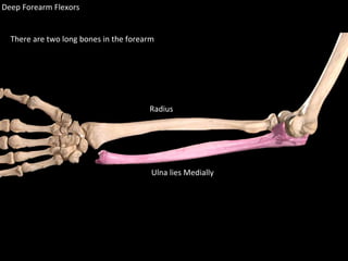 Slideshow: Forearm Deep Flexors | PPTX